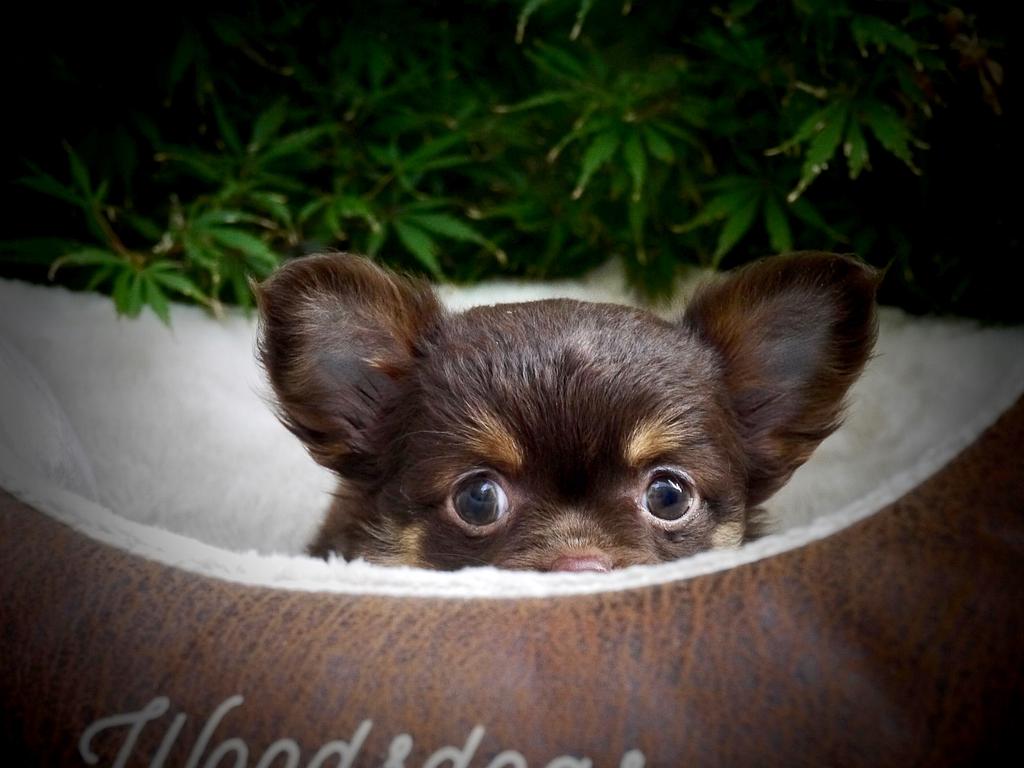 Dog Club, votre animalerie à Paris, 14e arrondissement